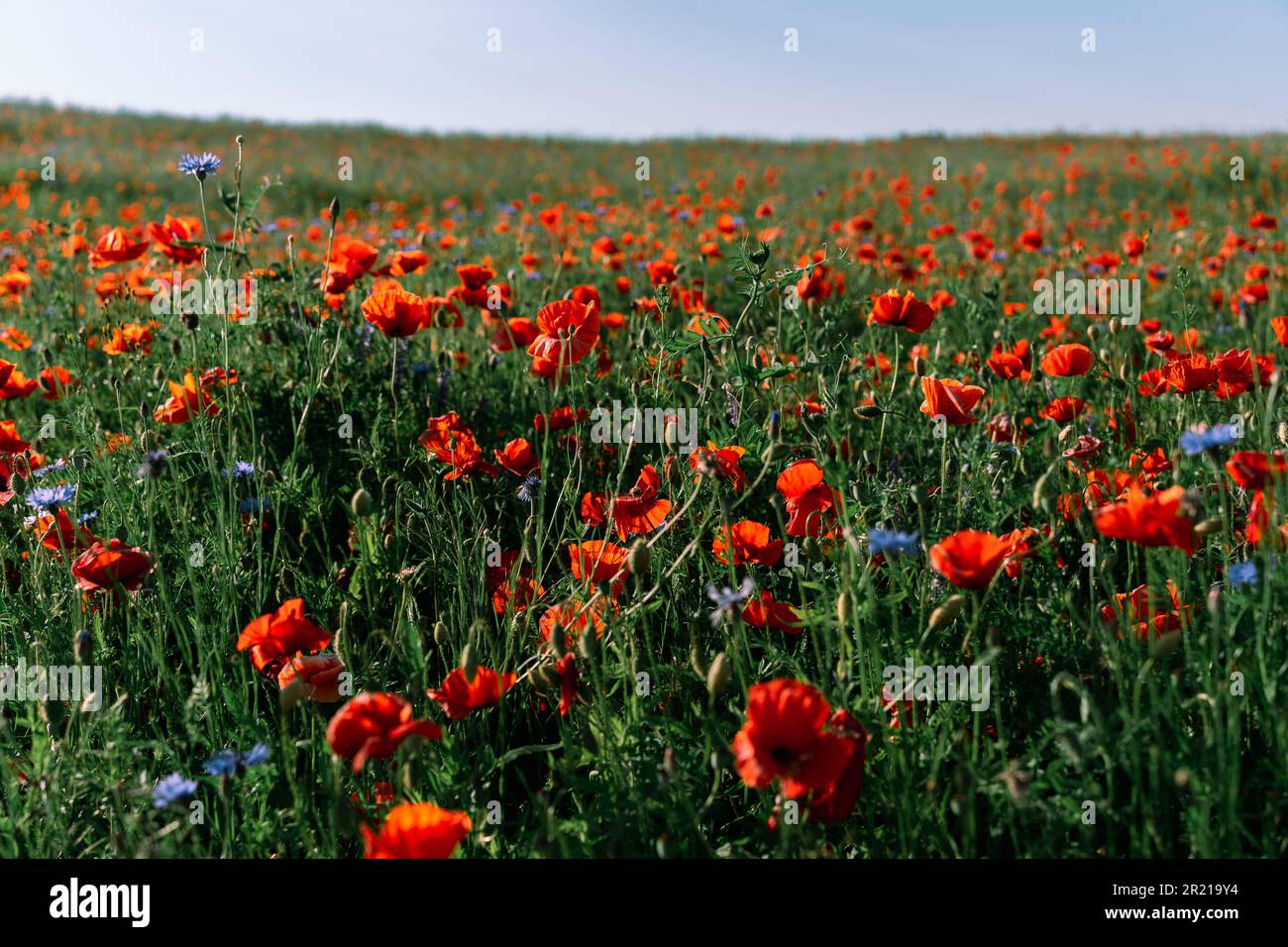 A field with flowering red field poppies, also known as common poppy or ...