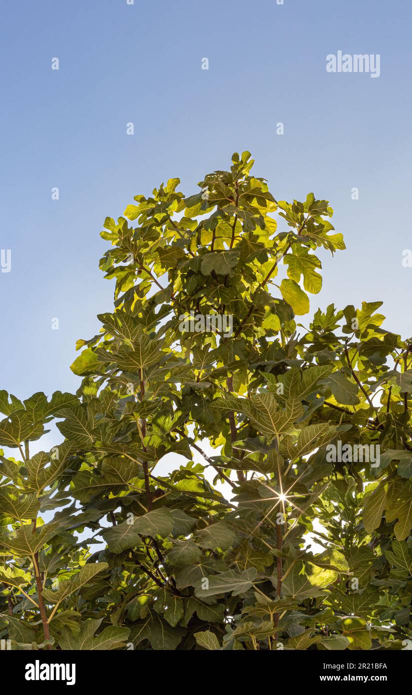 Branches of fig tree with sparkle of sun between its leaves. Sky is ...