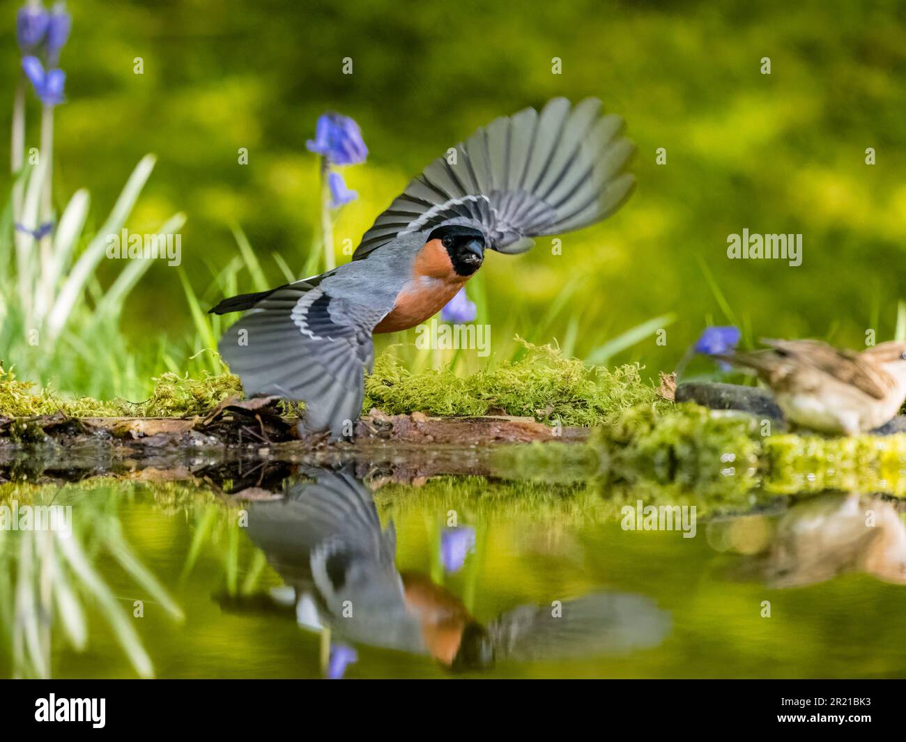 Bullfinch flying uk hi-res stock photography and images - Alamy