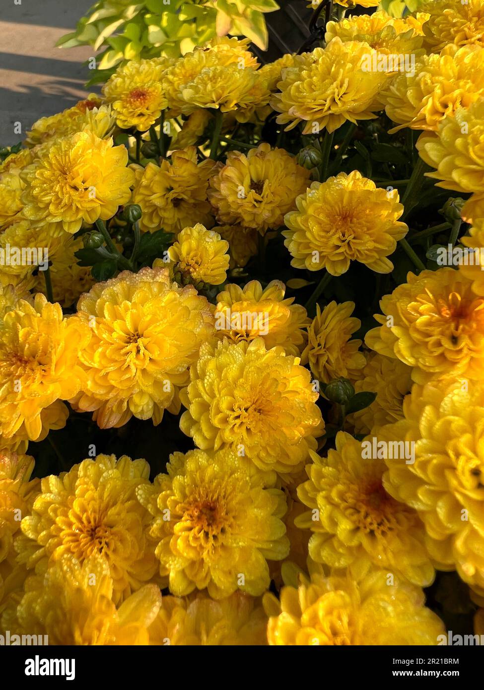 Vibrant mums hi-res stock photography and images - Alamy
