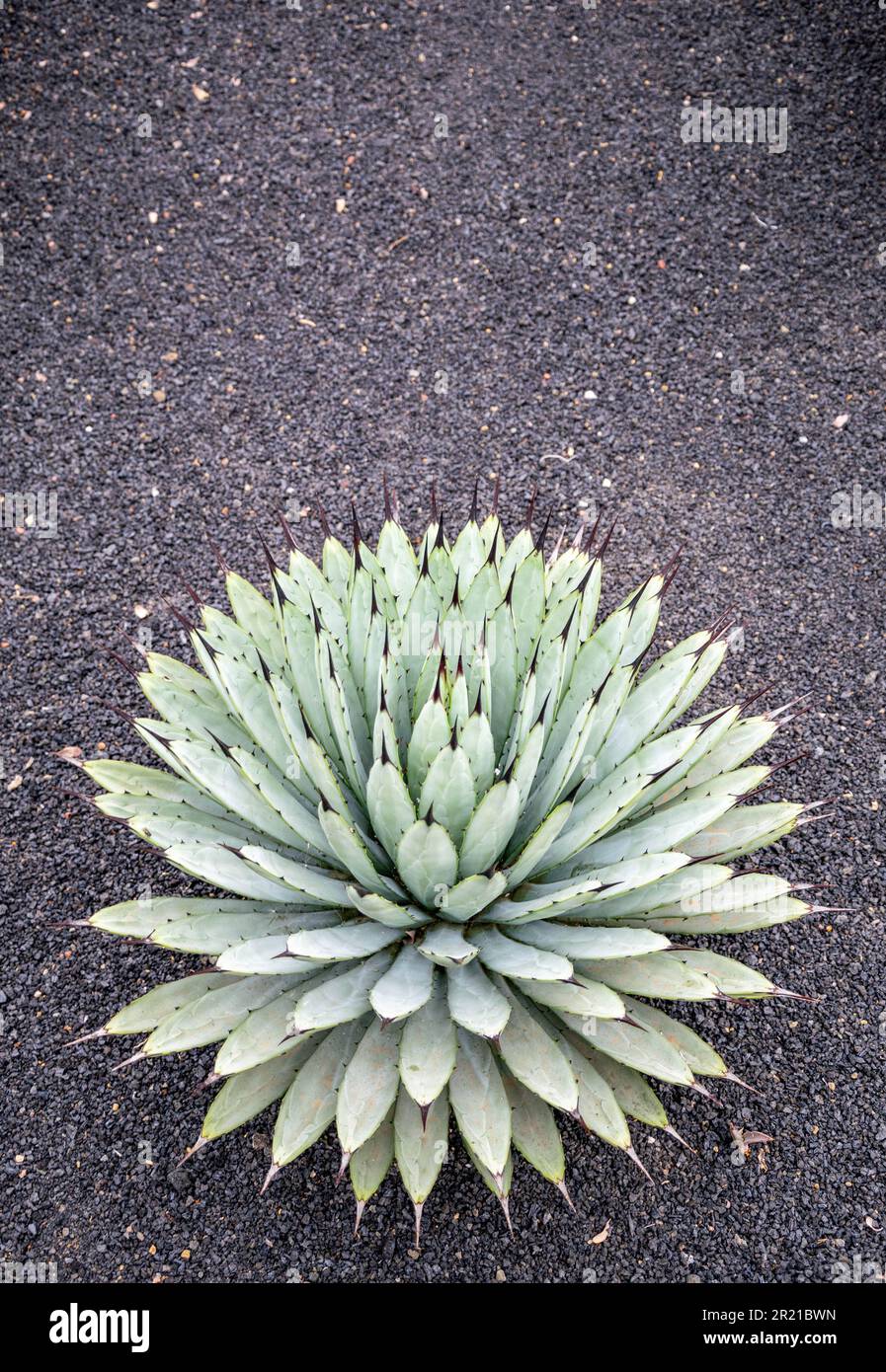 Cactus with soil hi-res stock photography and images - Alamy