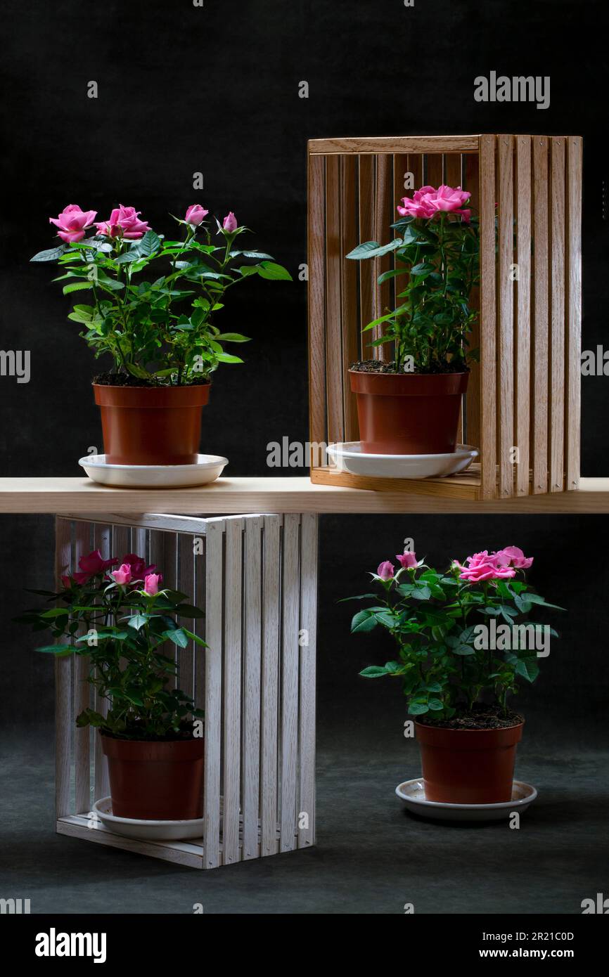 Potted indoor rose bushes on a dark background Stock Photo - Alamy