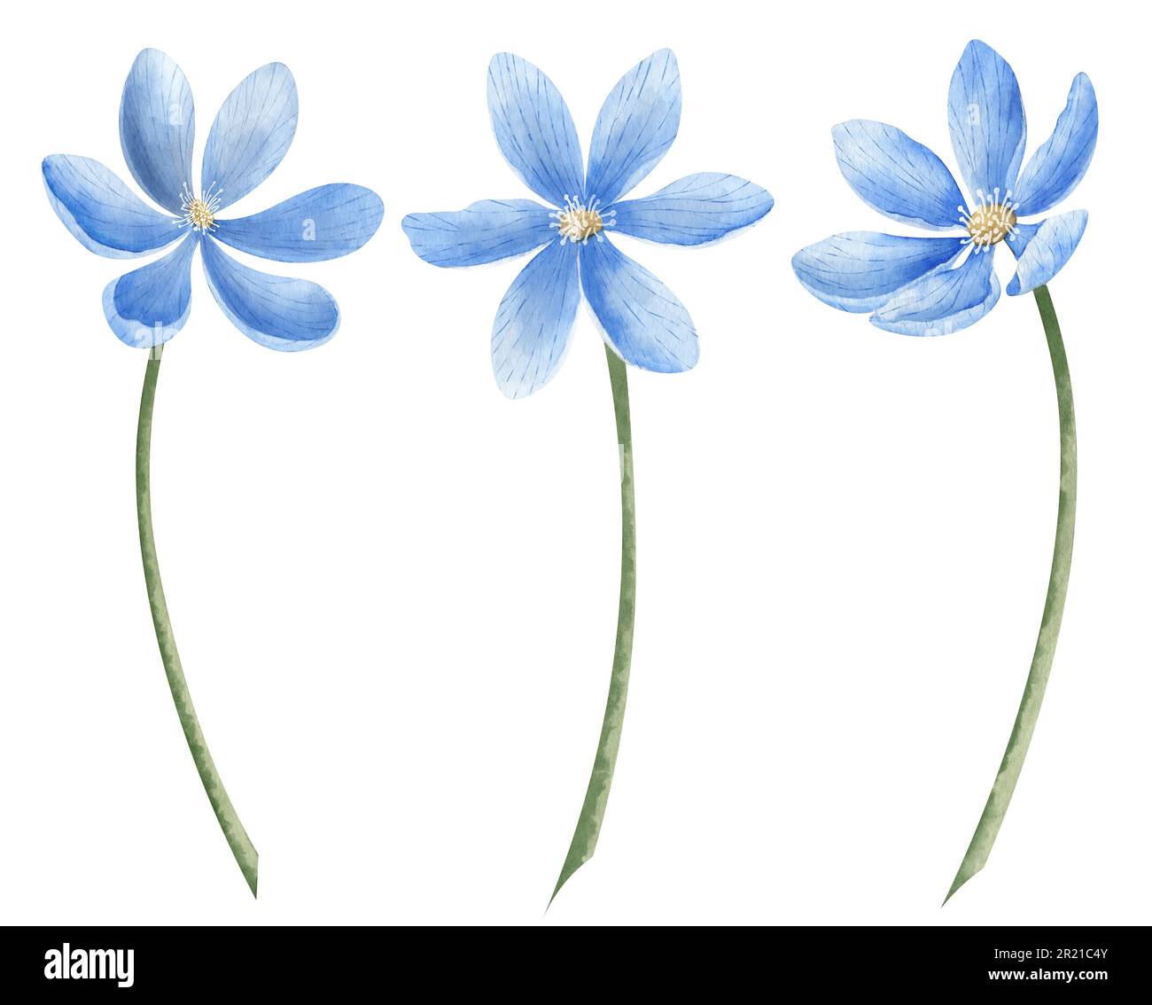 Set of blue Flowers. Hand drawn watercolor illustrations of forest ...