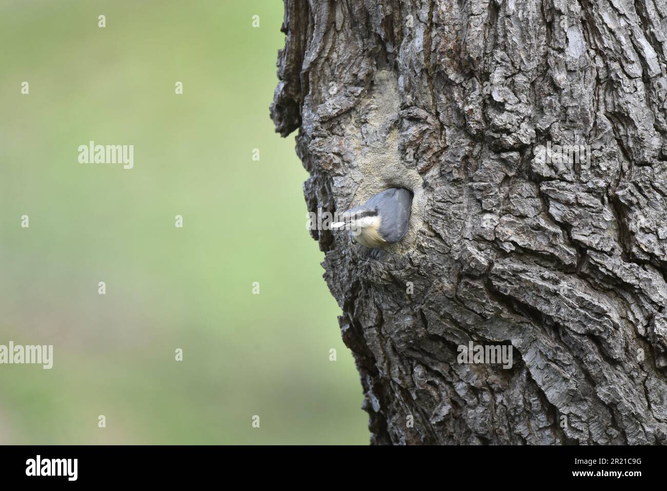 Exiting tree trunk hi-res stock photography and images - Alamy
