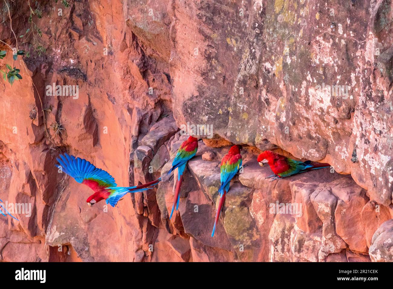Red-and-green Macaws (Ara chloropterus) on the steep limestone cliffs ...