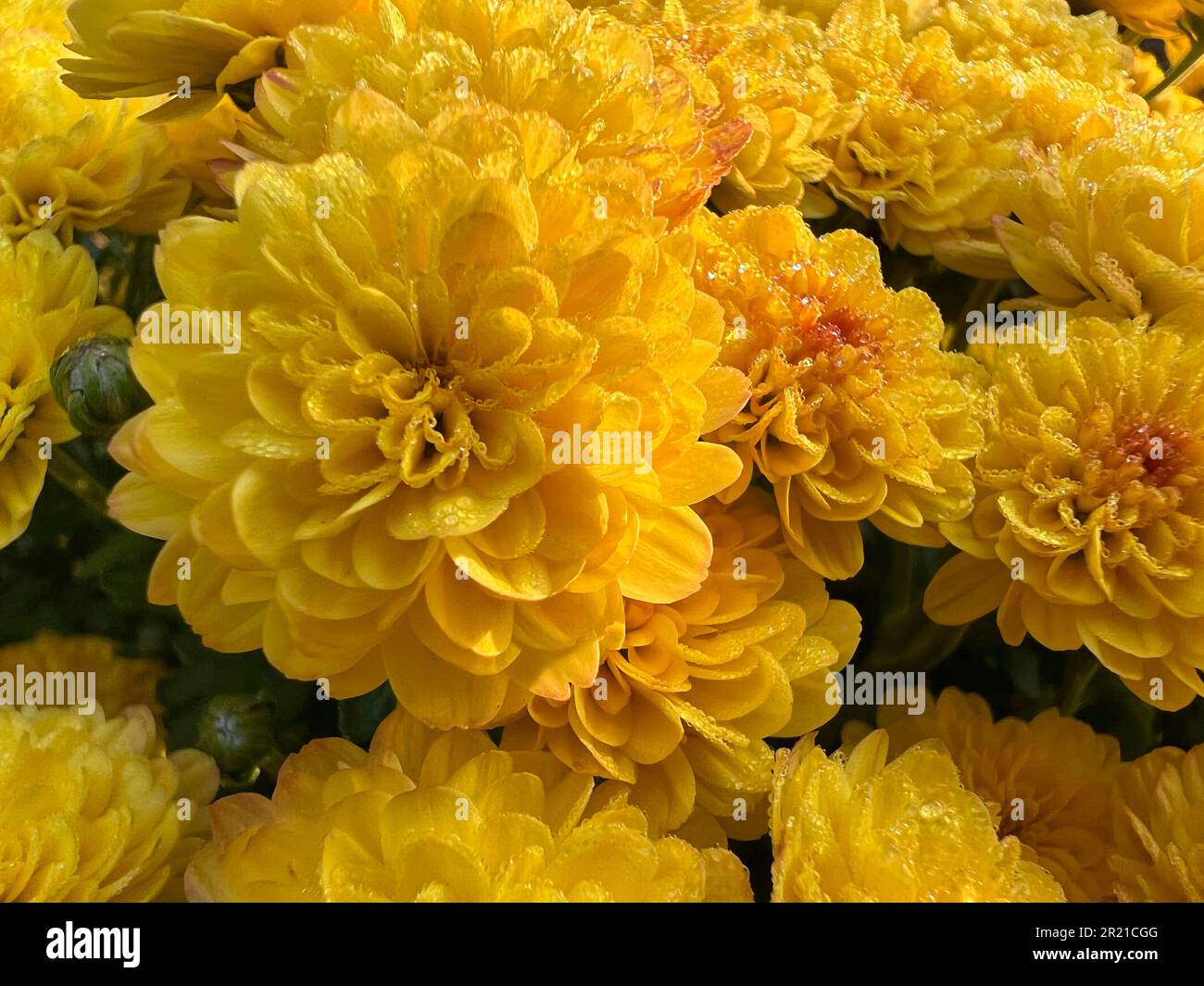 Pot mums hi-res stock photography and images - Alamy
