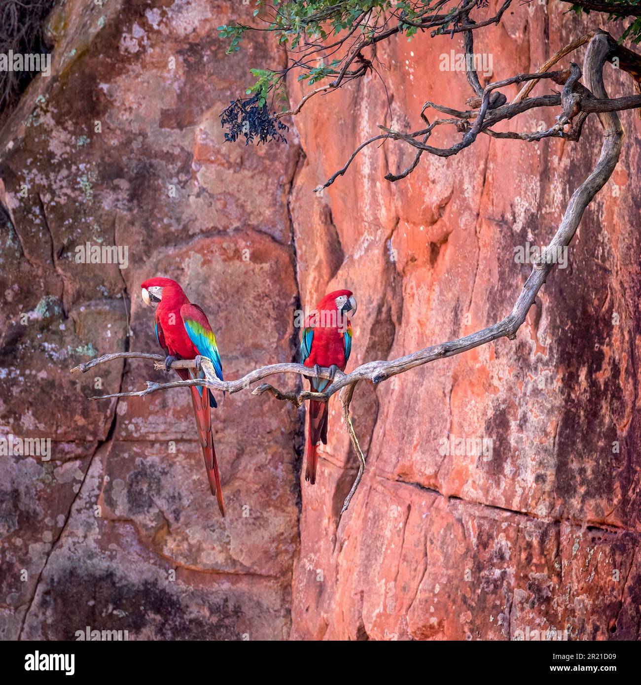 Two Red-and-green Macaws (Ara chloropterus) perched on a branch overlooking the Buraco das ...