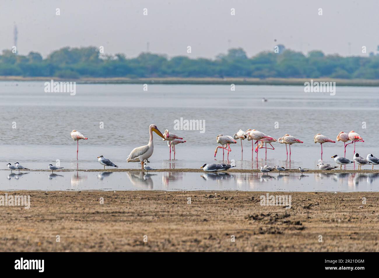 Common flamingos hi-res stock photography and images - Alamy