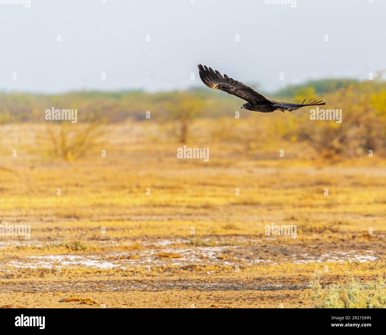 A Steppe eagle with horizontal wings in flight Stock Photo - Alamy