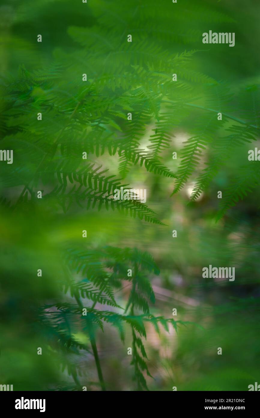 Abstract background of ferns in the forest. Green color predominates ...