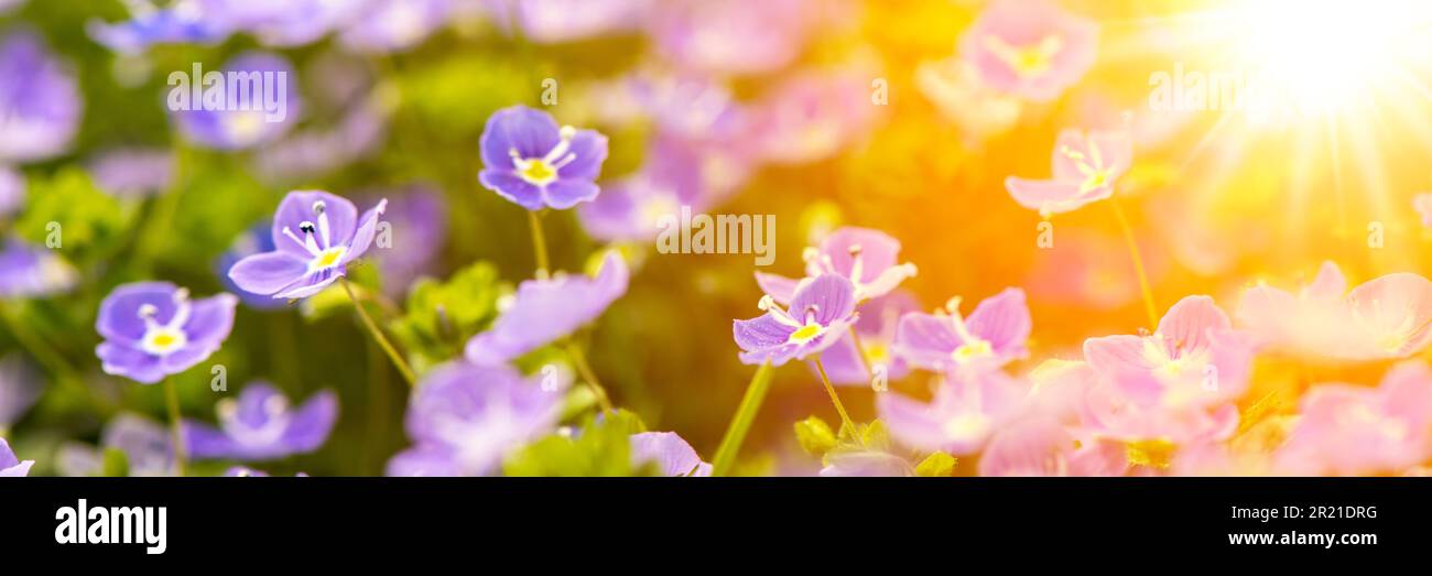 Beautiful flowers sunbeams springtime hi-res stock photography and ...