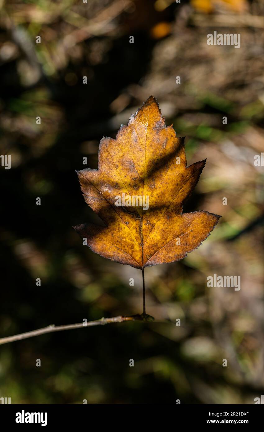 Image of a tree leaf in autumn with its characteristic ocher colors. It ...