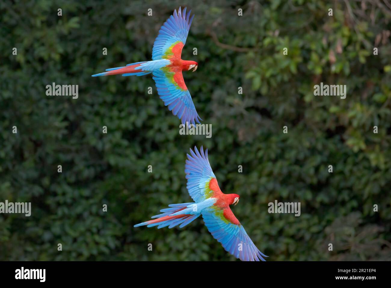 A Red-and-green Macaw (Ara chloropterus) flies over the limestone ...