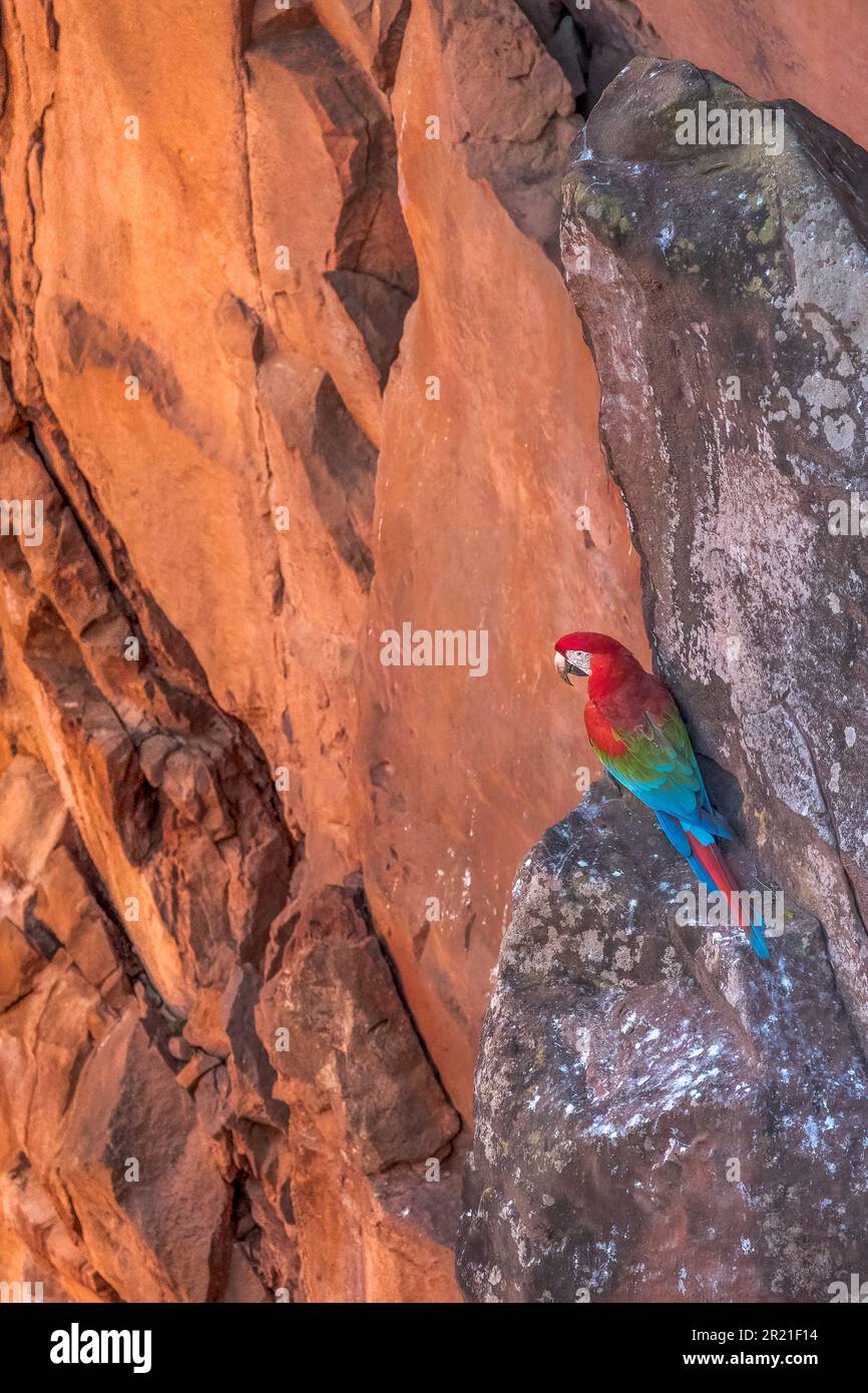 A Red-and-green Macaw (Ara chloropterus) surveys the steep limestone ...