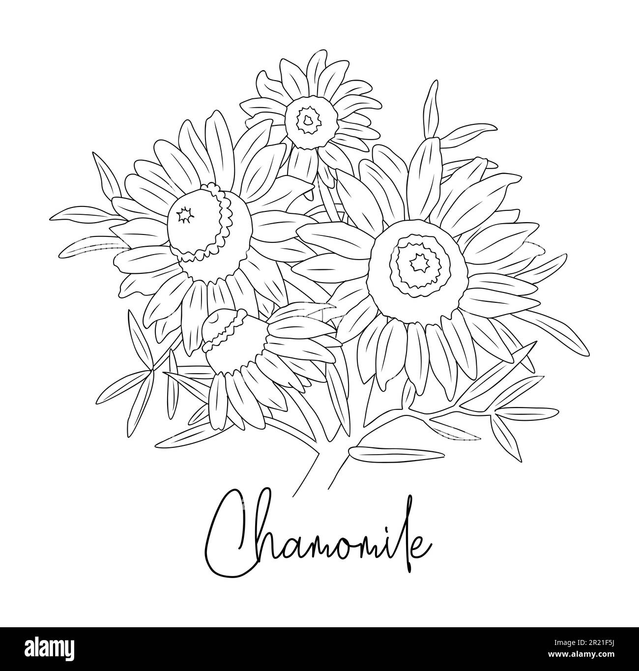Medicinal botanical healing beauty Stock Vector Images - Alamy