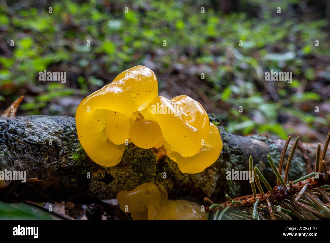 Tremella Mesenterica . Golden Jelly Fungus . Goldgelber Zitterling ...