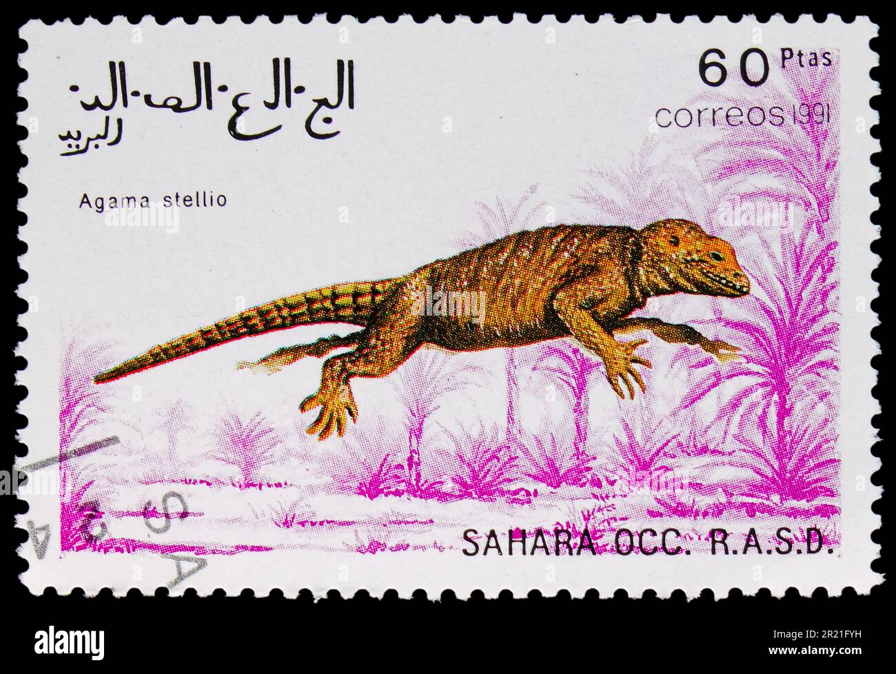 Russian Agama