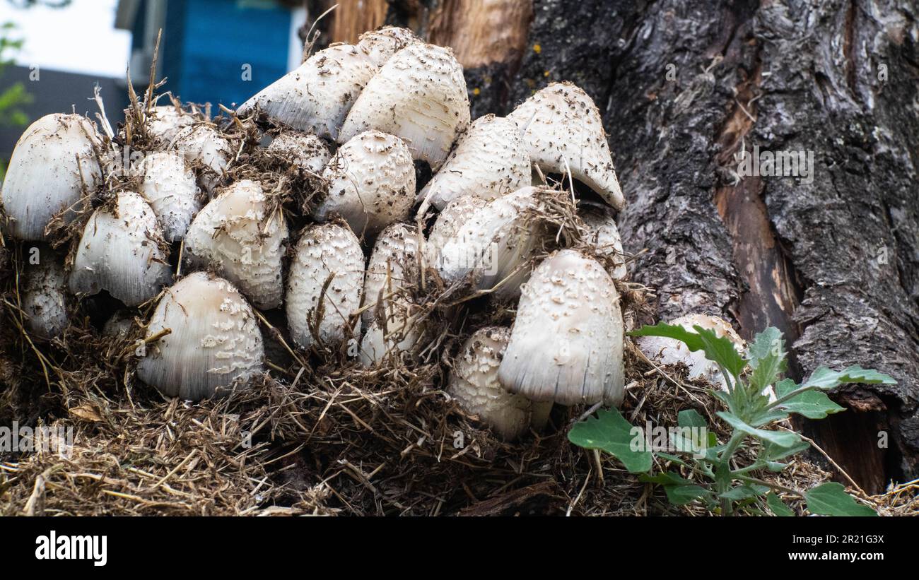 Ink Cap Mushrooms Growing From Tree Stump Stock Photo - Alamy