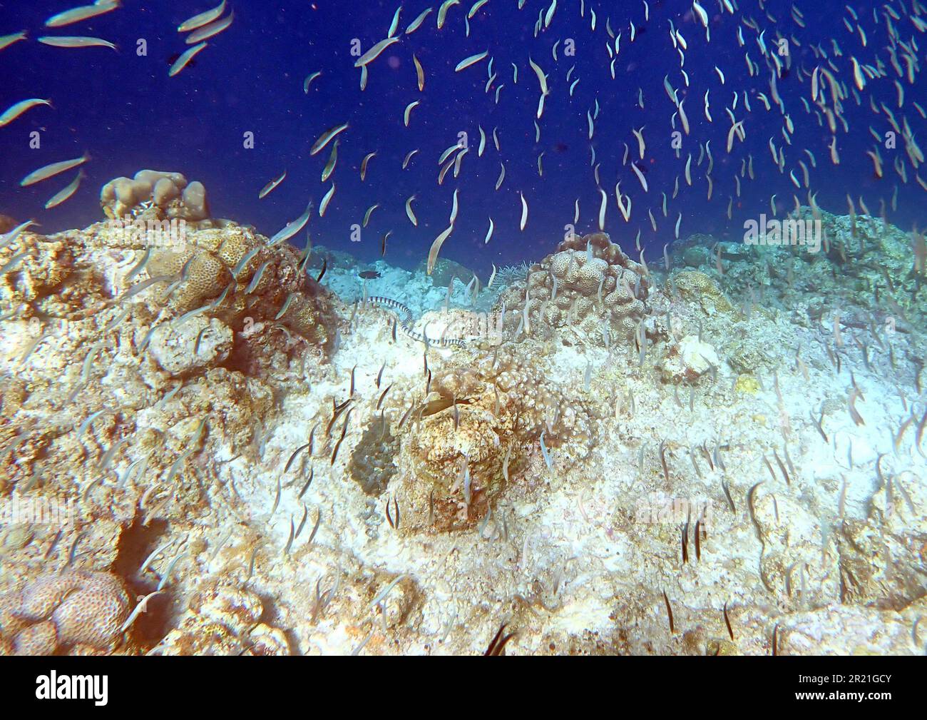 colorful underwater landscape on the philippine island of cebu Stock ...