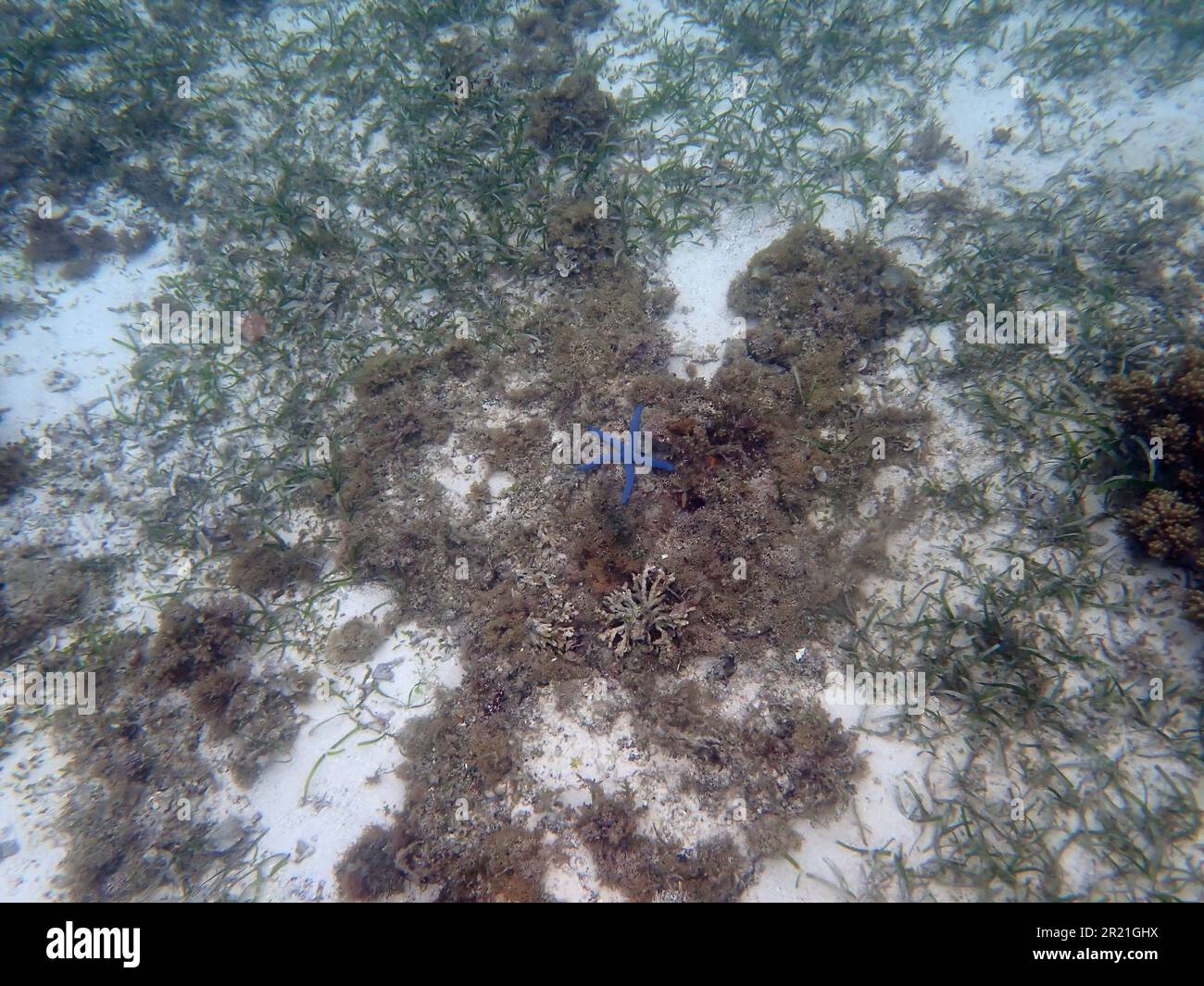 colorful underwater landscape on the philippine island of cebu Stock ...