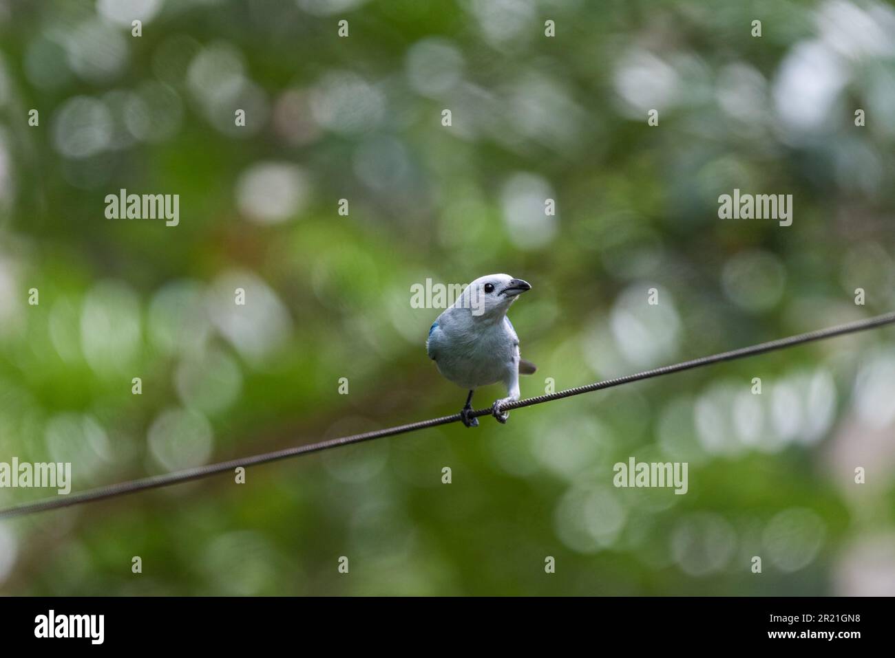 Blue-Grey Tanager (Thraupis episcopus Stock Photo - Alamy
