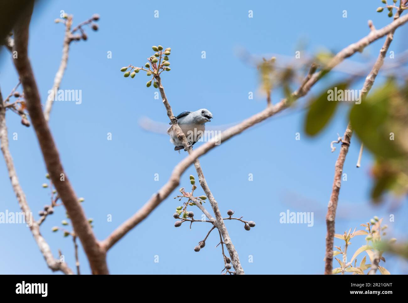 Blue-Grey Tanager (Thraupis episcopus) calling in Panama Stock Photo ...