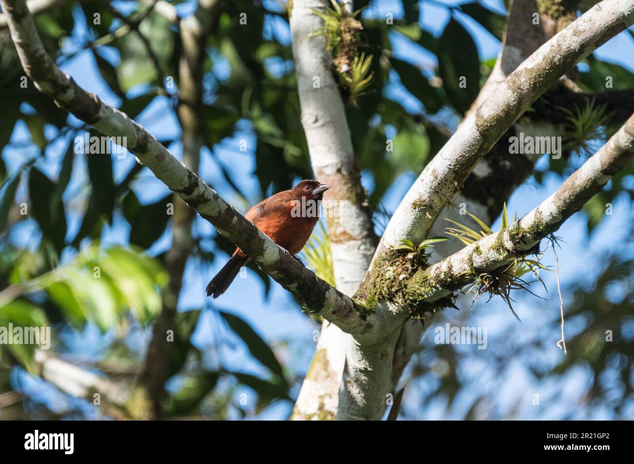 Tangara a dos rouge hi-res stock photography and images - Alamy