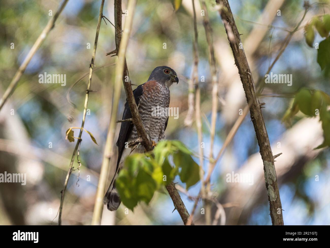 Perched Double-toothed Kite (Harpagus bidentatus) at Summit Ponds ...