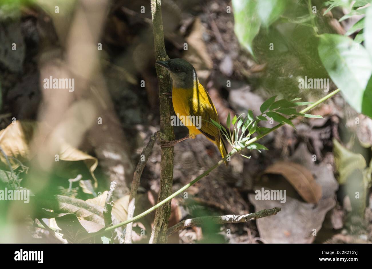 Gri basli tangara hi-res stock photography and images - Alamy