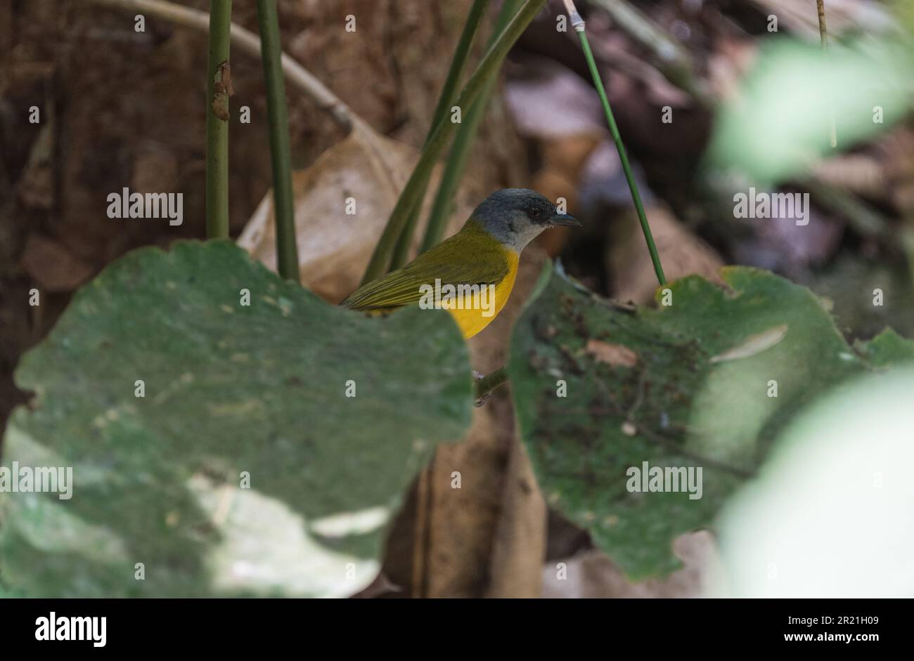 Gri basli tangara hi-res stock photography and images - Alamy