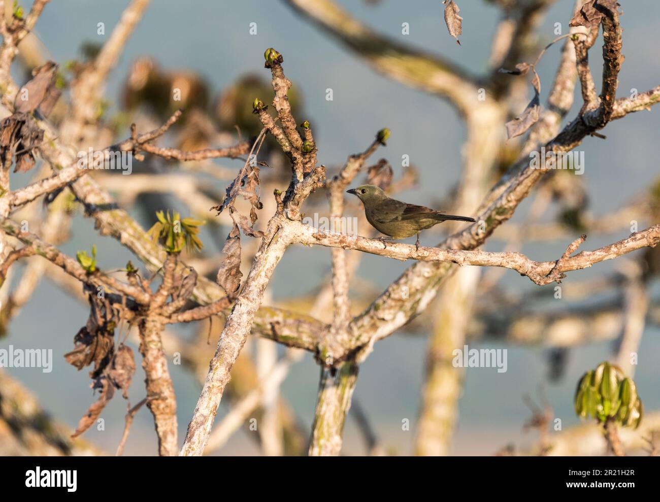 Palm Tanager (Thraupis palmarum) in a tree in Panama Stock Photo - Alamy