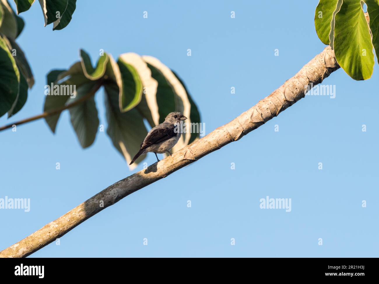Plain-coloured Tanager (Tangara inornata) in Panama clearly showing the ...