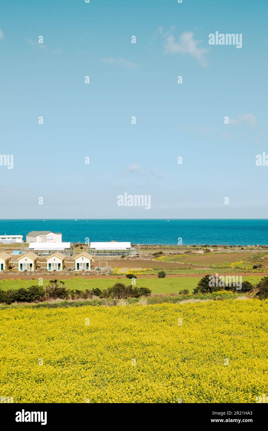 Udo island seaside village spring rape flower field in Jeju island ...
