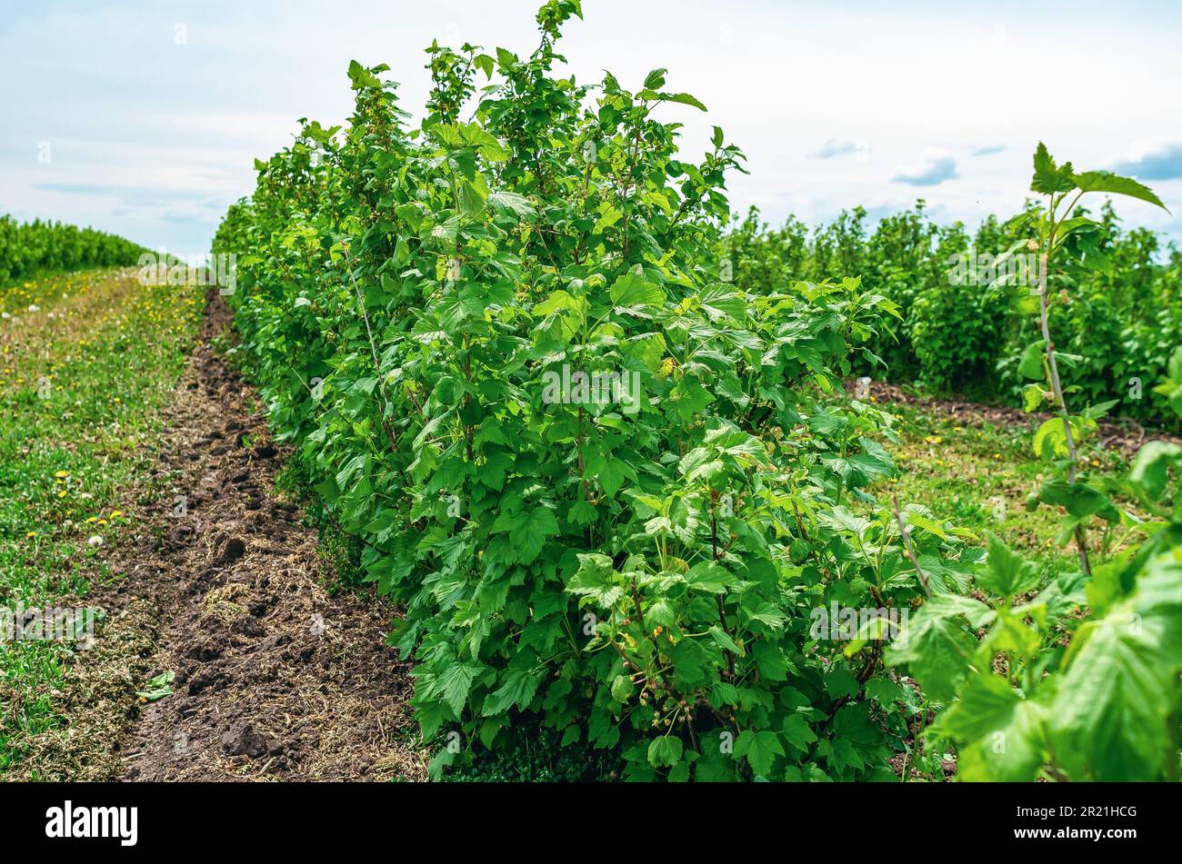 Currant bushes are planted in field in rows. Green berry bushes Stock ...