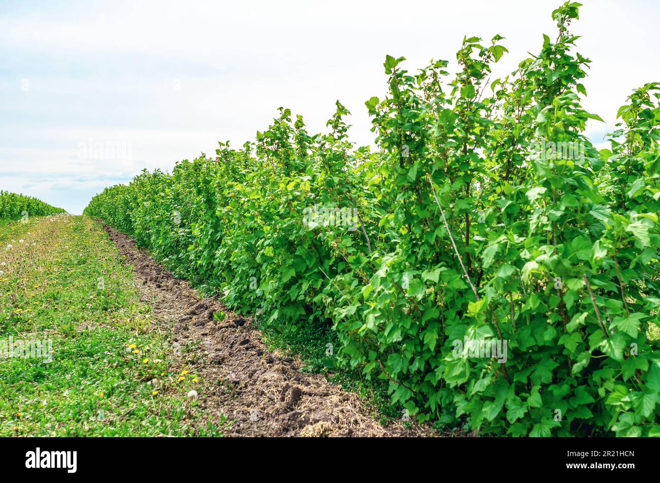 Currant bushes are planted in field in rows. Green berry bushes Stock ...