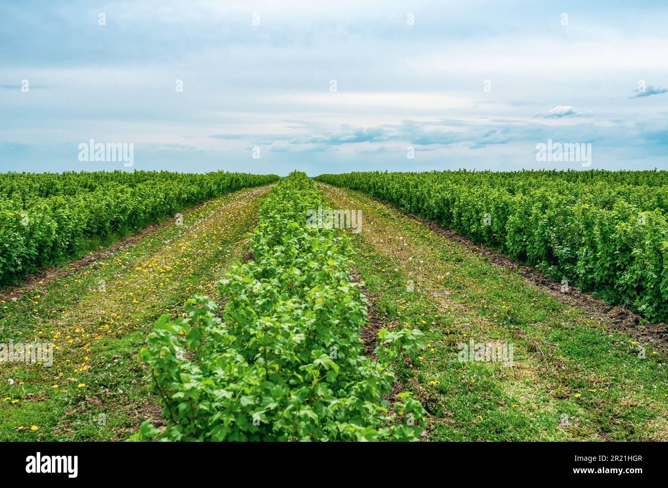 Currant bushes are planted in field in rows. Green berry bushes Stock ...