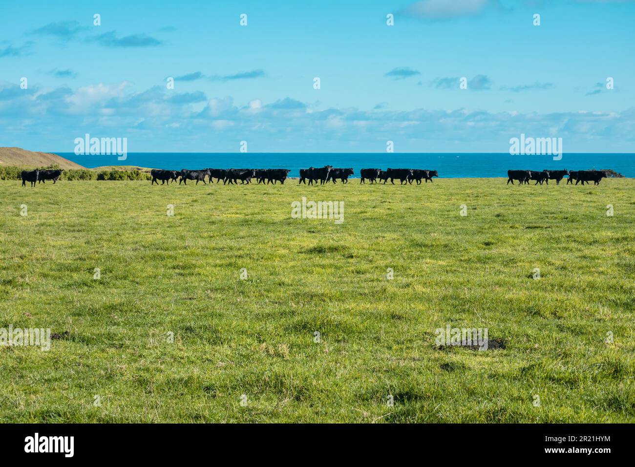 Photograph of a herd of black cows grazing in a field on King Island in ...