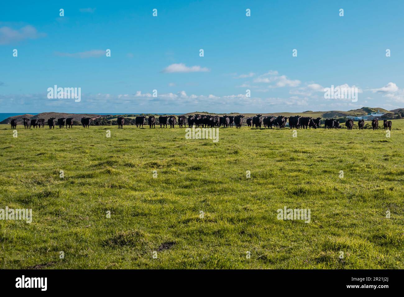 Photograph of a herd of black cows grazing in a field on King Island in ...