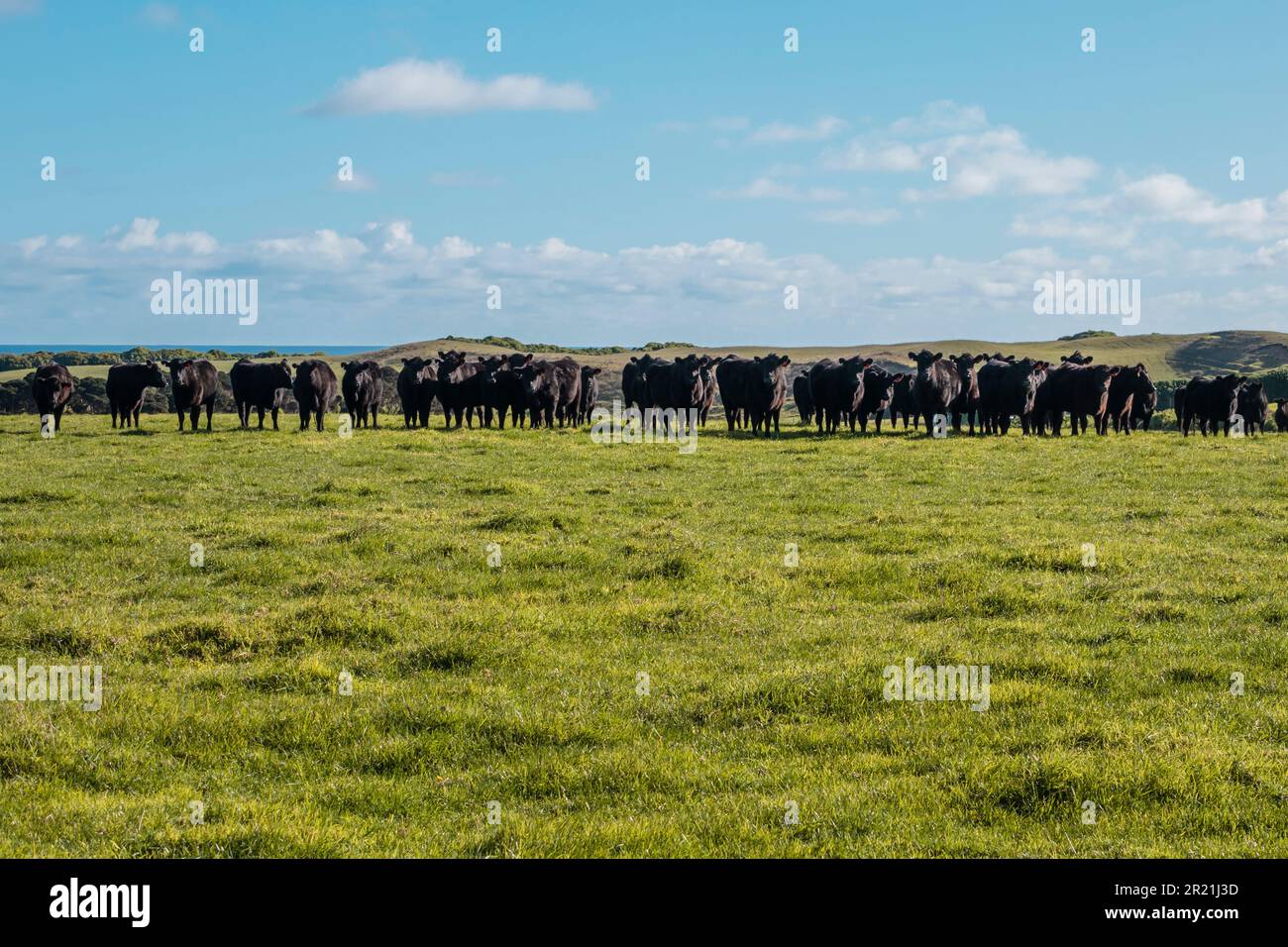 Photograph of a herd of black cows grazing in a field on King Island in ...