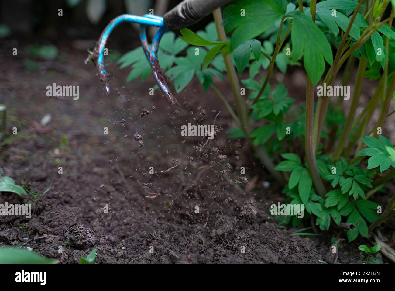A flower rake with 3 tines loosens the substrate in the flower bed ...
