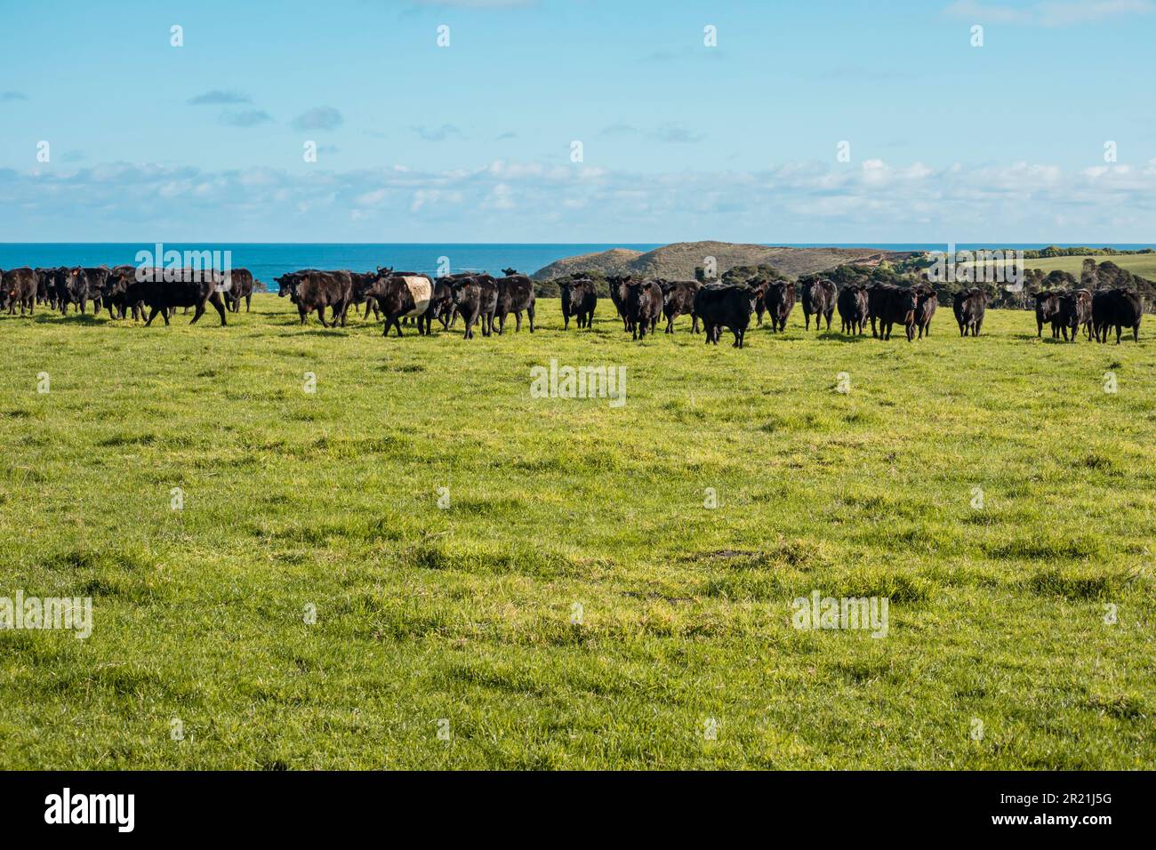 Photograph of a herd of black cows grazing in a field on King Island in ...