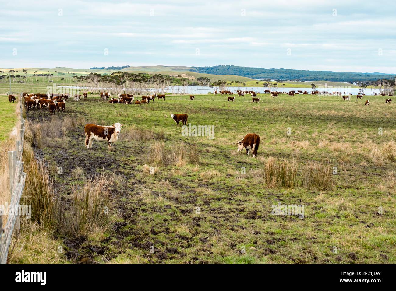Photograph of brown cows grazing in a green agricultural field on King ...