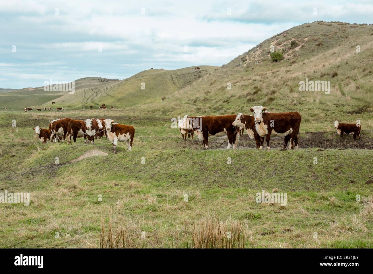 Photograph of brown cows grazing in a green agricultural field on King ...