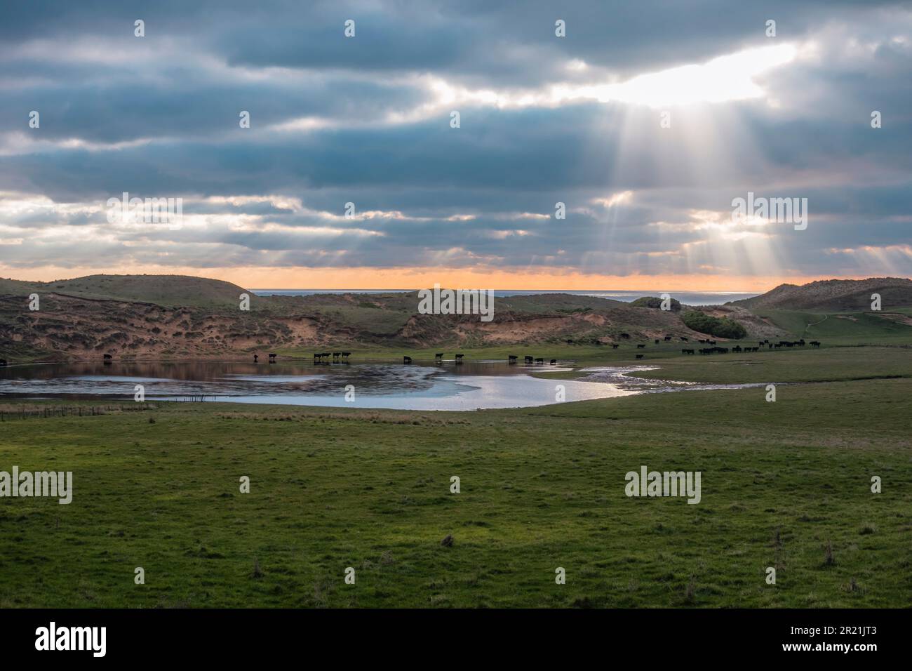 Photograph of a herd of cows near a water dam in a field on King Island ...