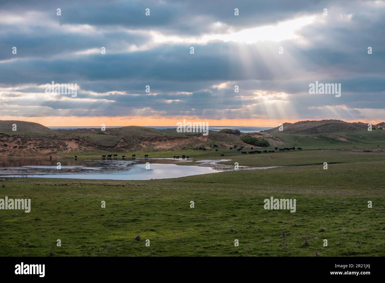 Photograph of a herd of cows near a water dam in a field on King Island ...