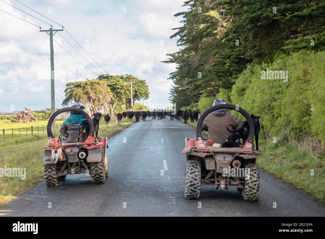 Photograph of a herd of black cows being moved to another paddock via ...