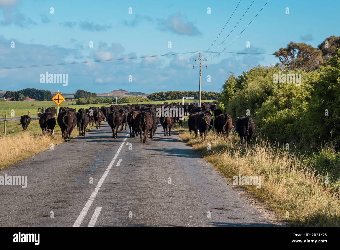 Photograph of a herd of black cows being moved to another paddock via ...