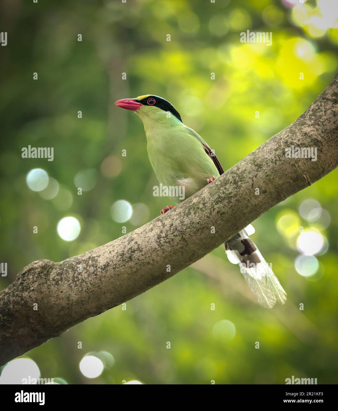common green magpie is a medium-sized member of the crow family native ...
