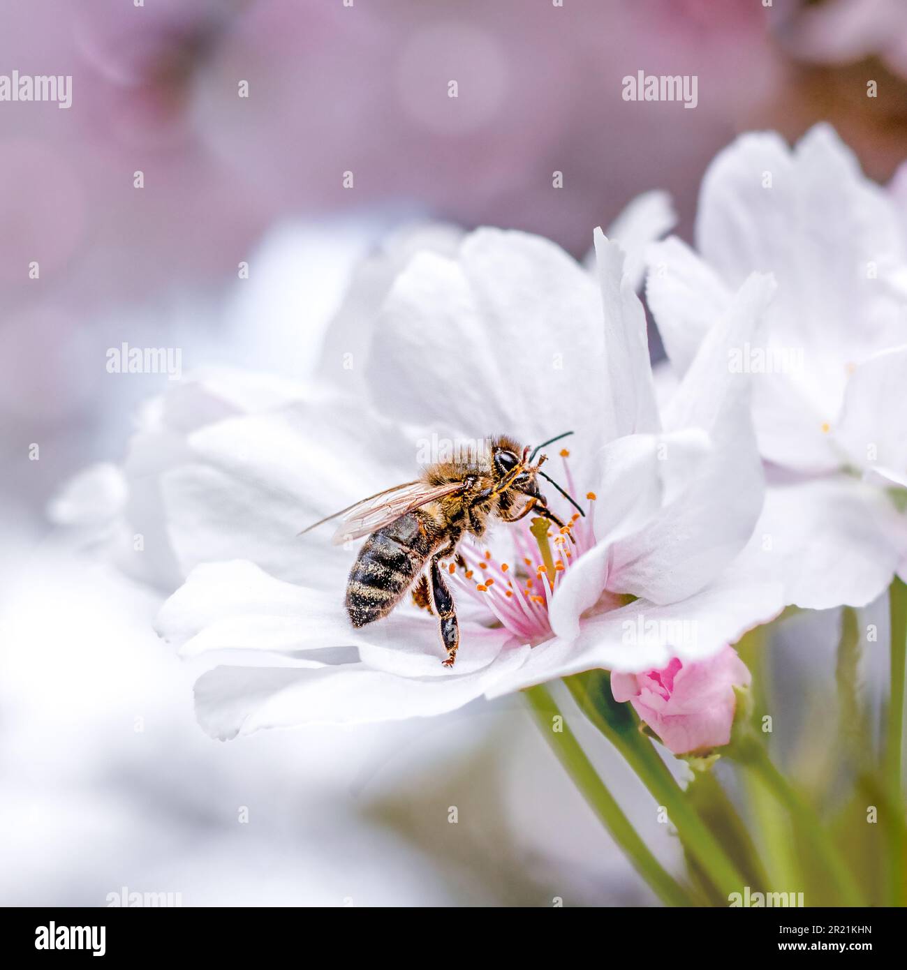 A honey bee collects pollen from sakura flowers. Summer and spring ...