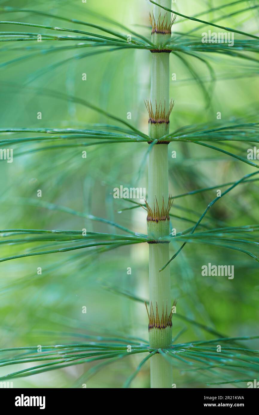 A green and abstract background of Detail of horsetail stem. Wild plant ...
